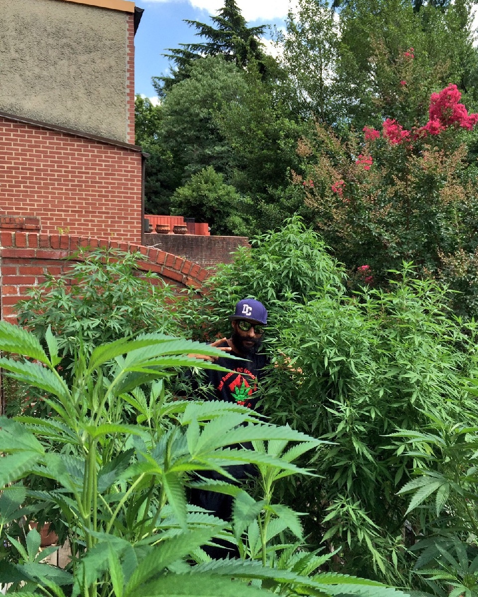 Scrogging with the Scroger: Adam’s Legal Outdoor Grow – Capital Canna News